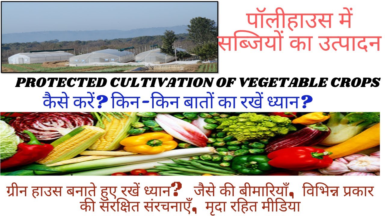 PROTECTED CULTIVATION OF VEGETABLE CROPS(Tomato, Cucumber &Capsicum ...