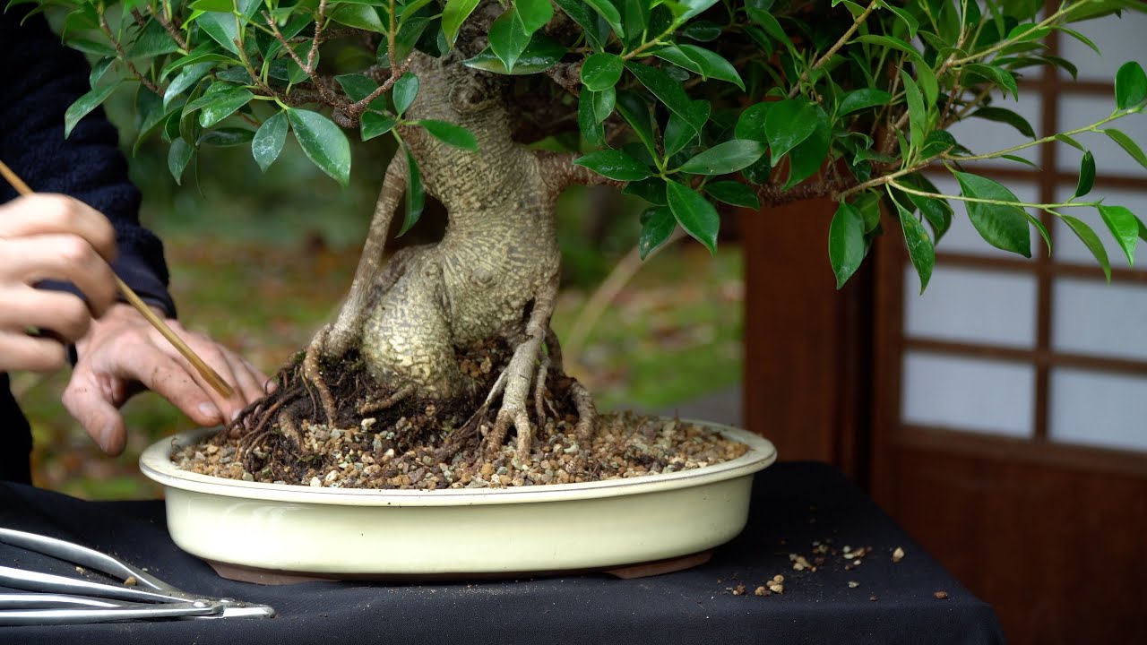 How to repot a Ficus Bonsai - YouTube