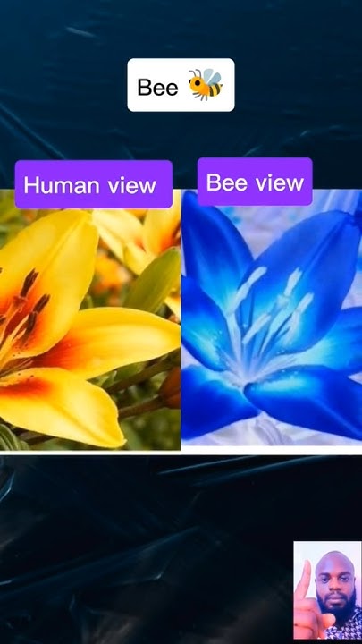 How different animals see the world part 3 - YouTube