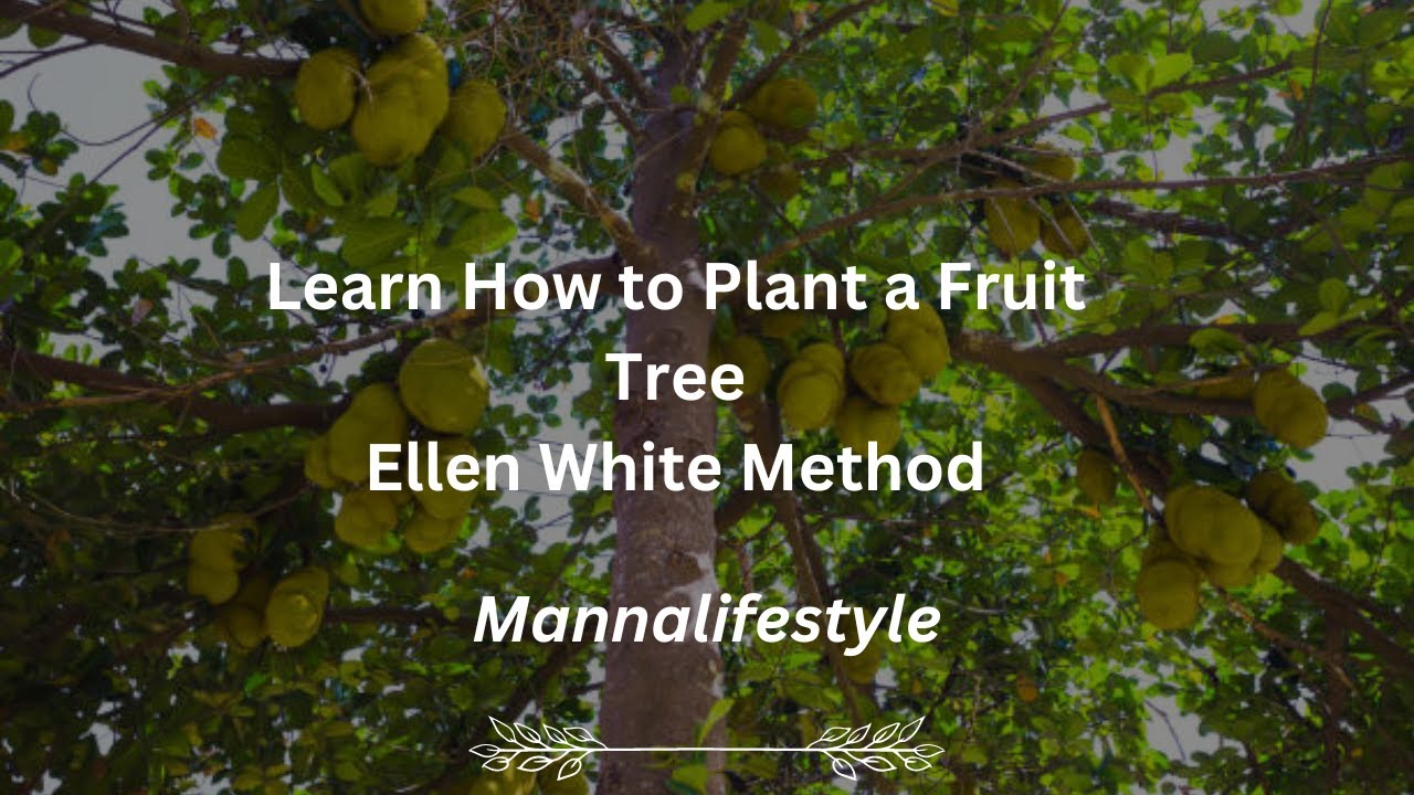 Jackfruit Planting Ellen White Method - YouTube