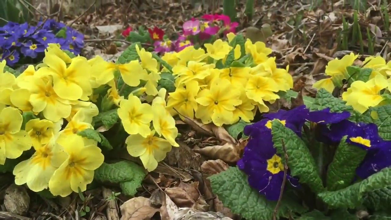 It's a Spring Snow Shower in My Ohio Garden - YouTube