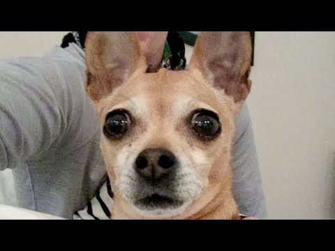 🐕 Chihuahua Super Chill - YouTube