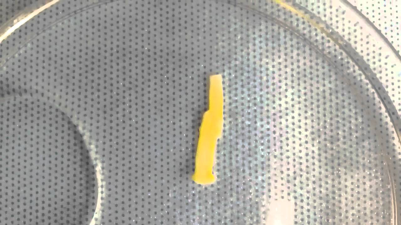 Taenia saginata proglottid - YouTube