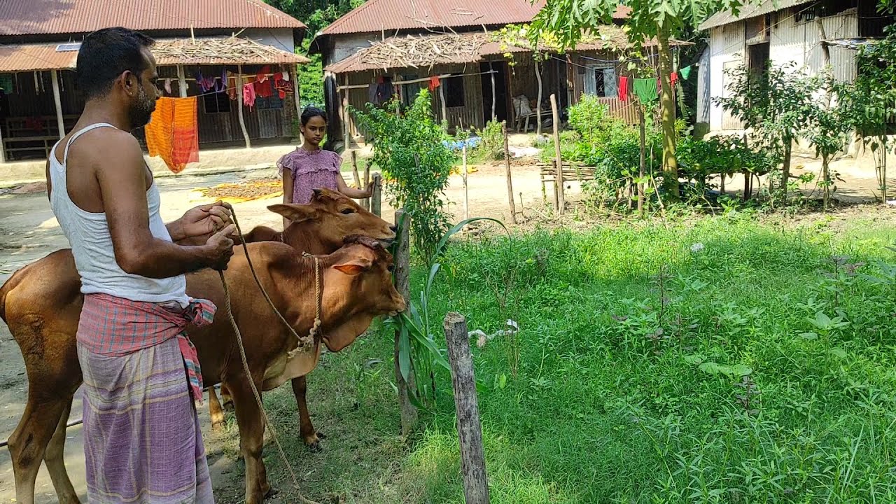 আজ বাছুর দুটু কে একটু বাইরে আনলাম।| our simple village vlog || village ...
