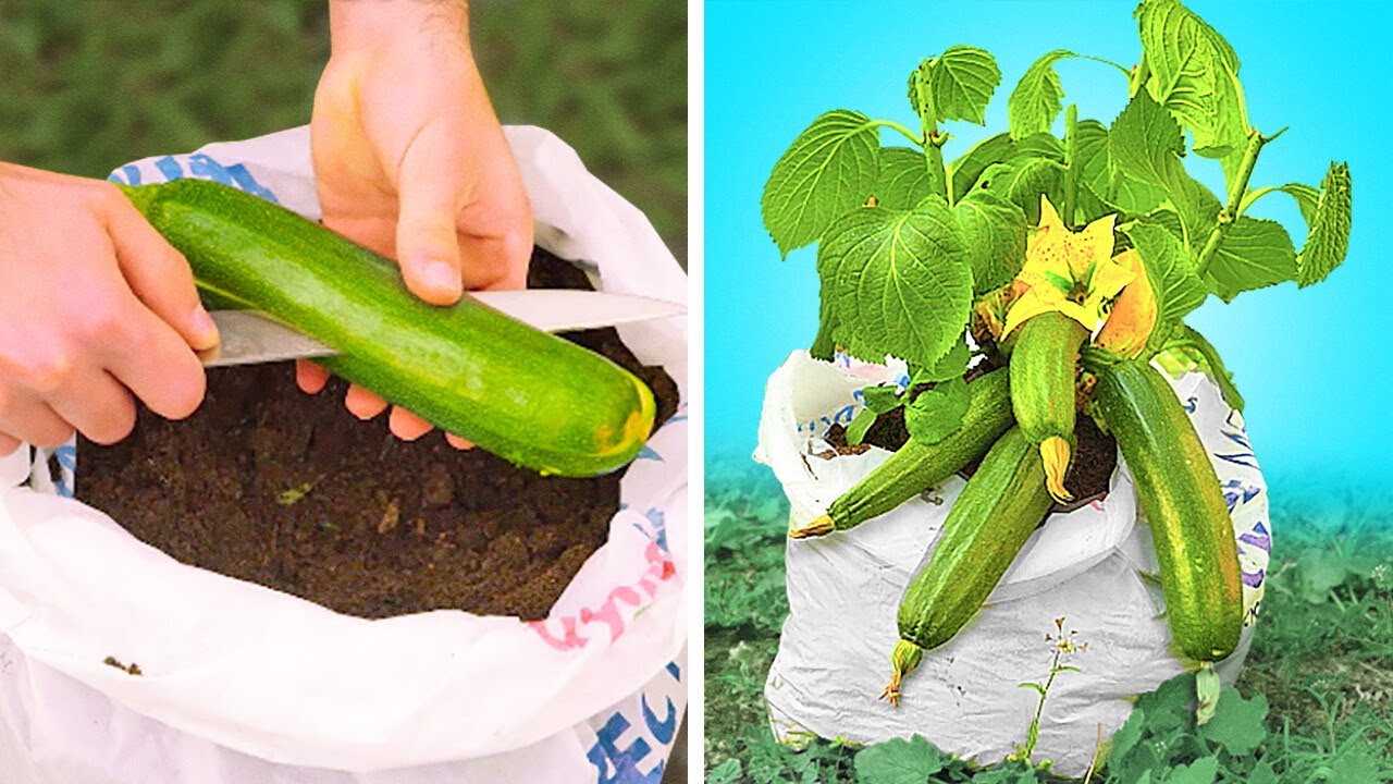 Grow fruit and Vegetables in your own Garden - YouTube