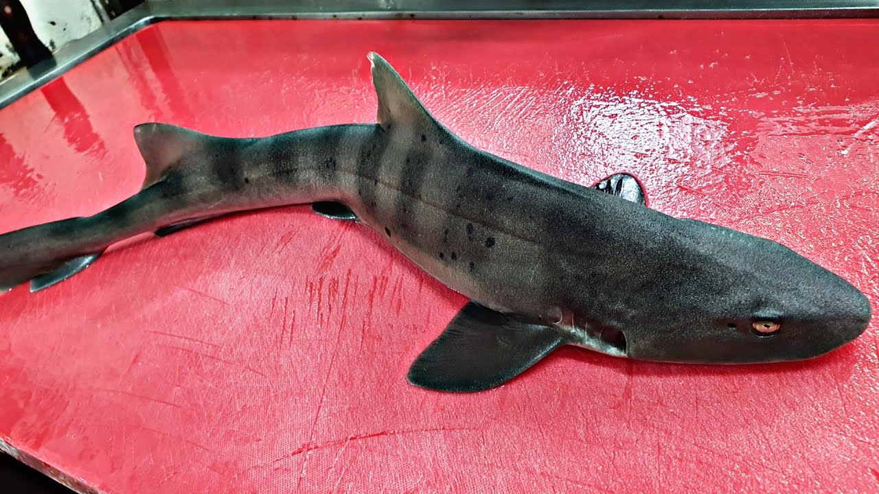 상어 회뜨기 shark sashimi - YouTube