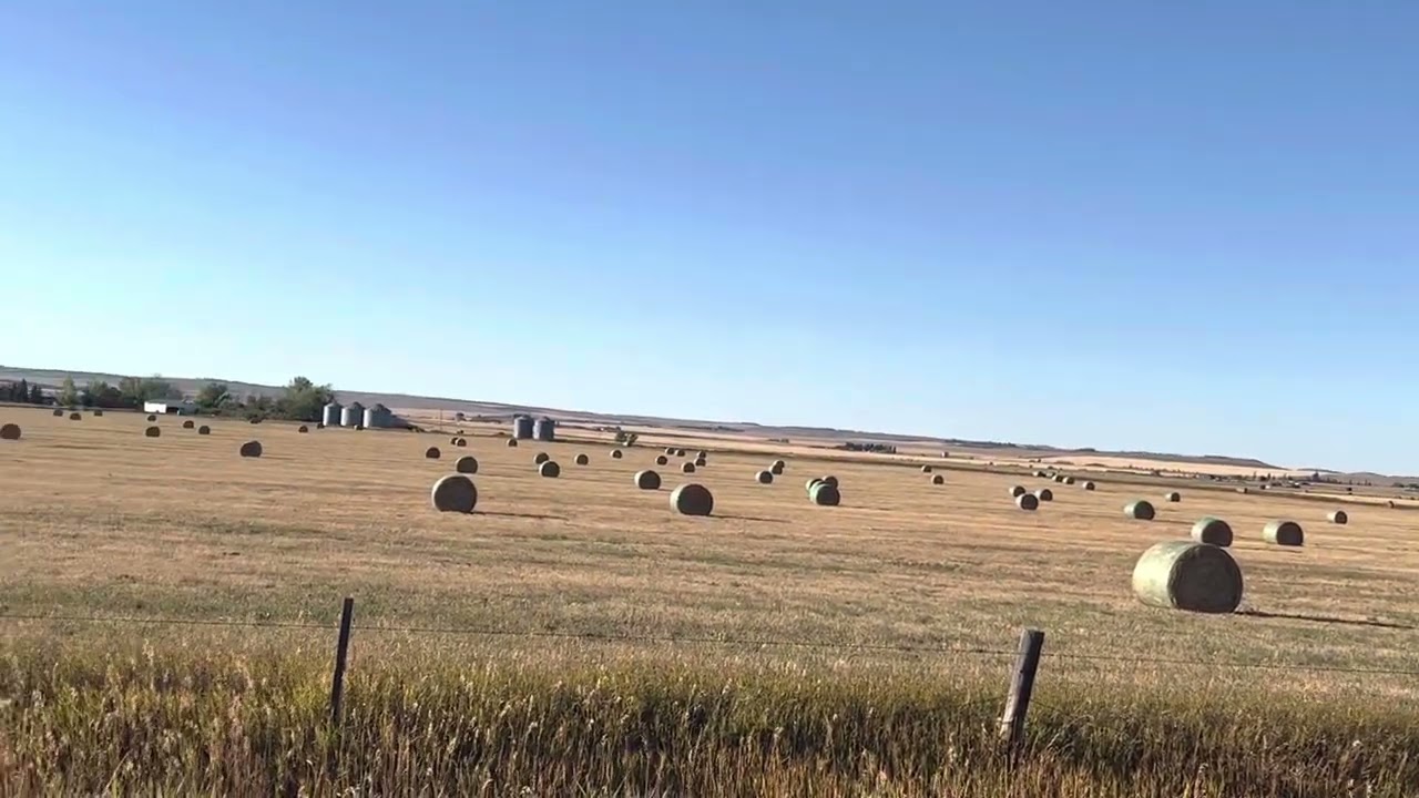 Hay bells (Cow food for winter) 🇨🇦🐄🐮 - YouTube