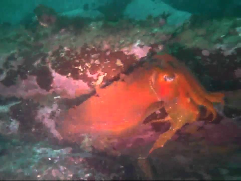 Banjo sharks, cute baby cuttlefish and big angry cuttlefish - YouTube