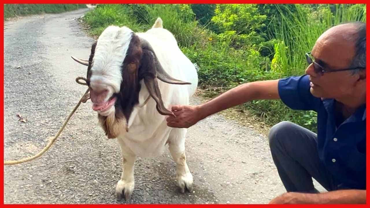GOAT TRAINING FOR THE DENBIGH SHOW 2022 - YouTube