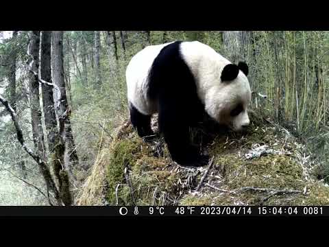 Giant panda pee in handstand position in SW China’s Sichuan province ...