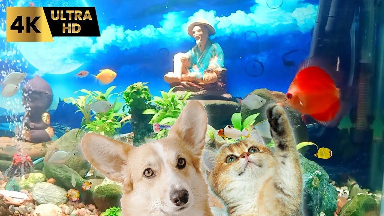 Best fish video for cats to watch no ads - Video for cats to play fish ...