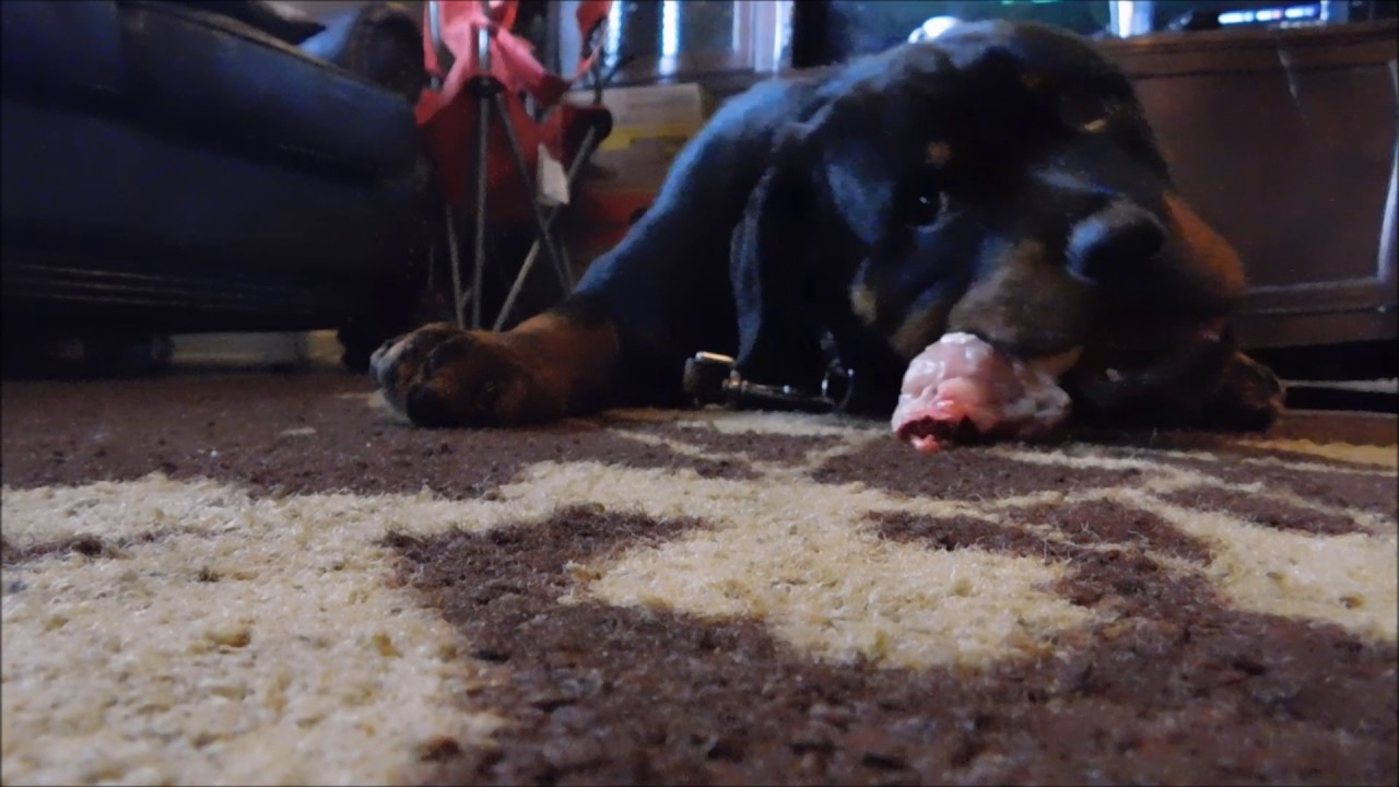 Rottweiler Puppy Eating Raw Chicken - YouTube