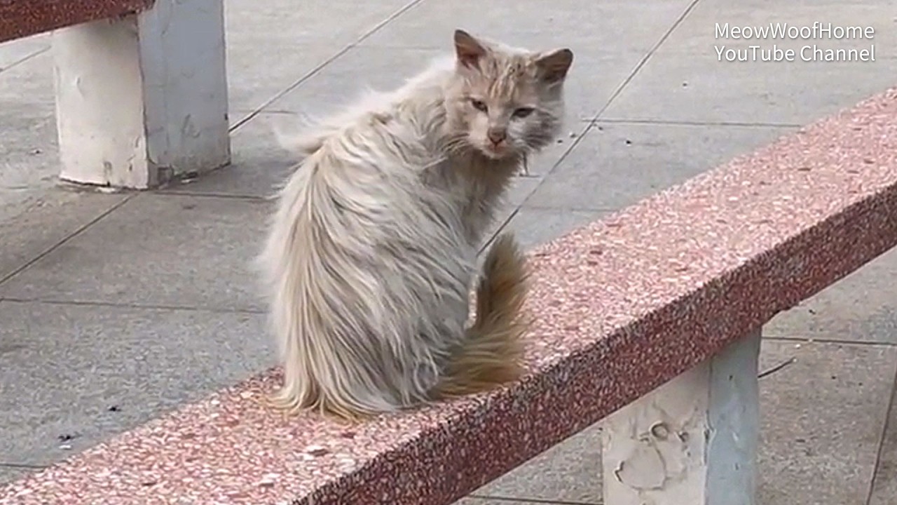 The Stray Fat Cat Who Followed Me in the Snow Was Unrecognizably Thin ...