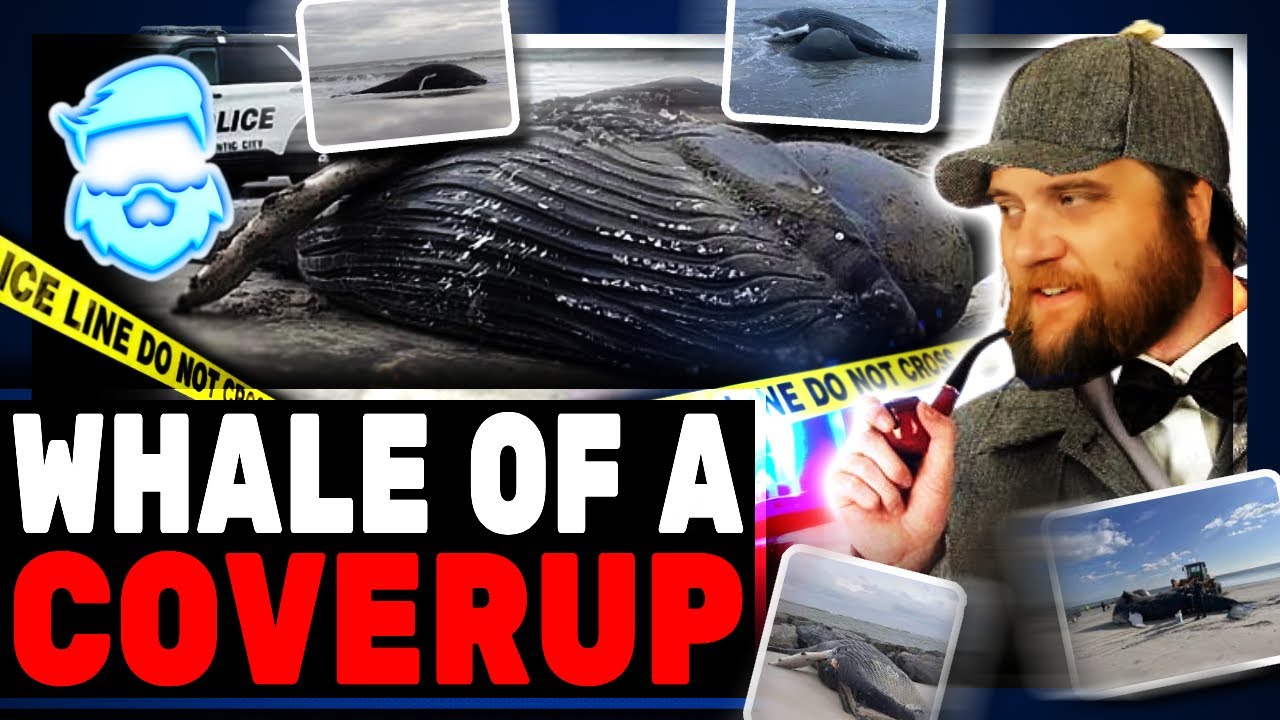 Dozens Of Whales Are Washing Up On Shore & It's Cause Is Infuriating ...