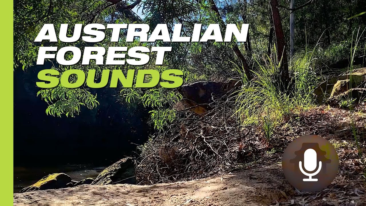 Australian Forest 🌲🌲 Sounds, Nature Sounds for Relaxation | 8 Hours ...