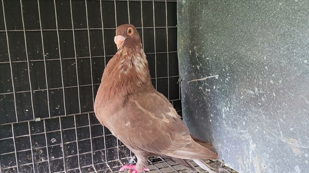 pichon macho rojo en la muda - YouTube