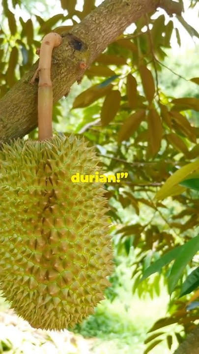Durian: The world’s stinkiest superfruit! - YouTube