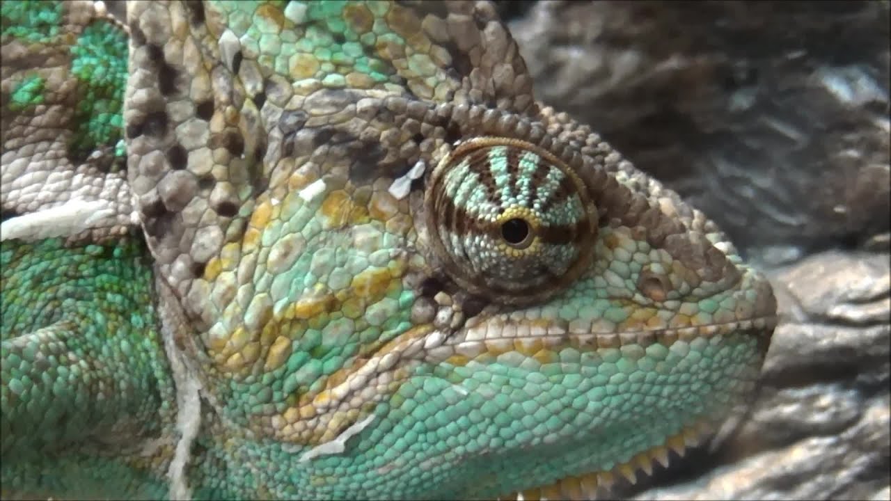 Wild nature - chameleon attack - YouTube