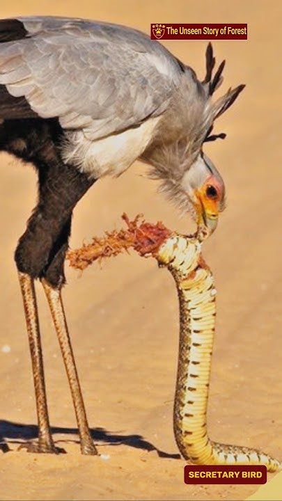 Meet the Secretary Bird: Africa's Snake-Stomping Raptor. #SecretaryBird ...