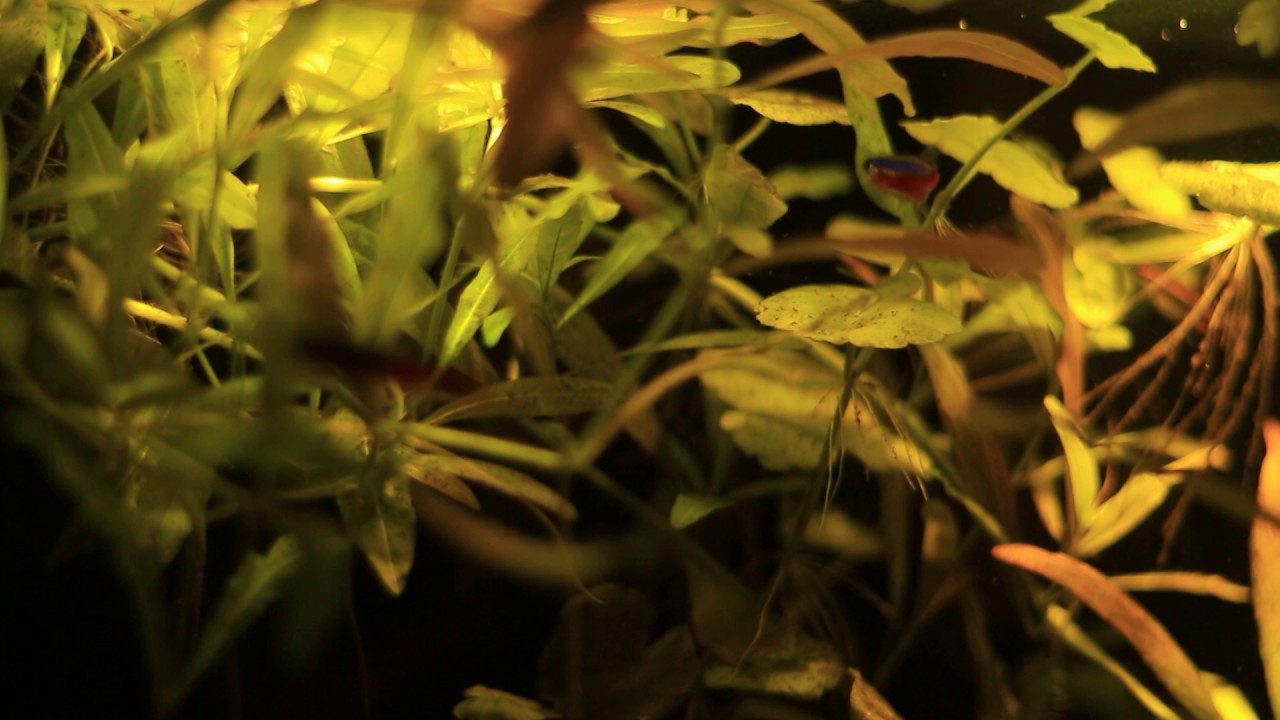 Nannostomus beckfordi, Golden pencilfish - YouTube