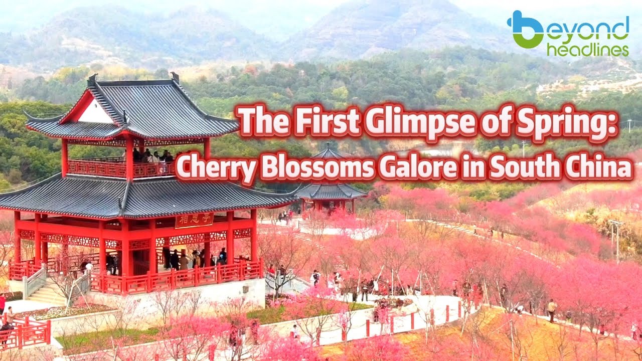The First Glimpse of Spring : Cherry Blossoms Galore in South China ...