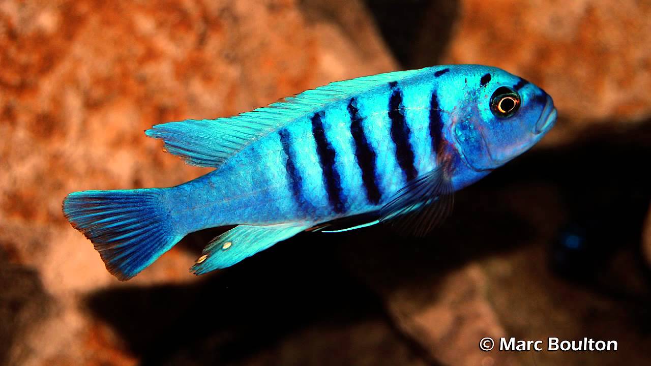 AMAZING PICTURES OF AFRICAN CICHLIDS - HIGH QUALITY - YouTube