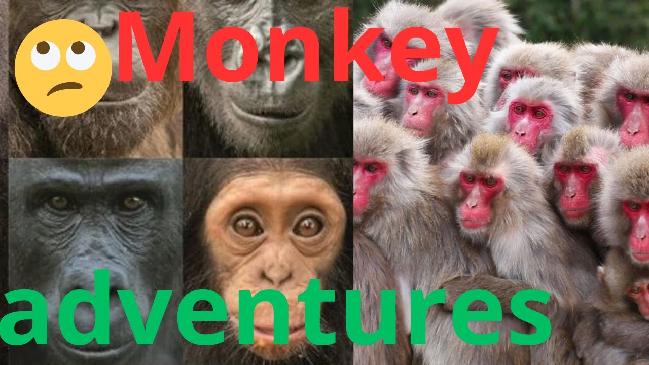 Monkey Adventures are fascinating??🥺 - YouTube