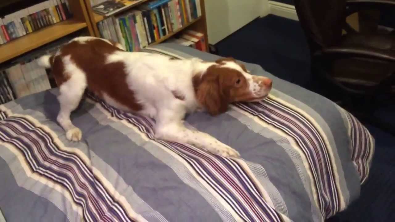 Dog dances to Music Beat - YouTube