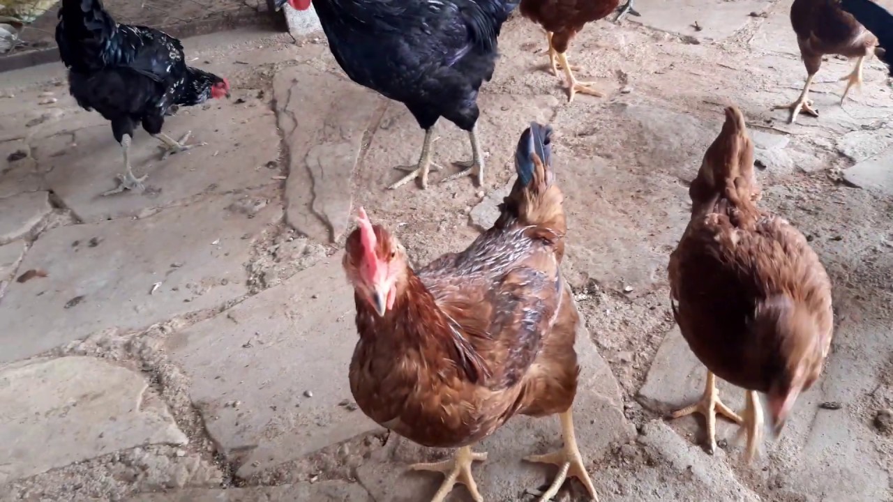 Desi Murgi, country hens 4 month old, RIR & Chabro, free range hens ...
