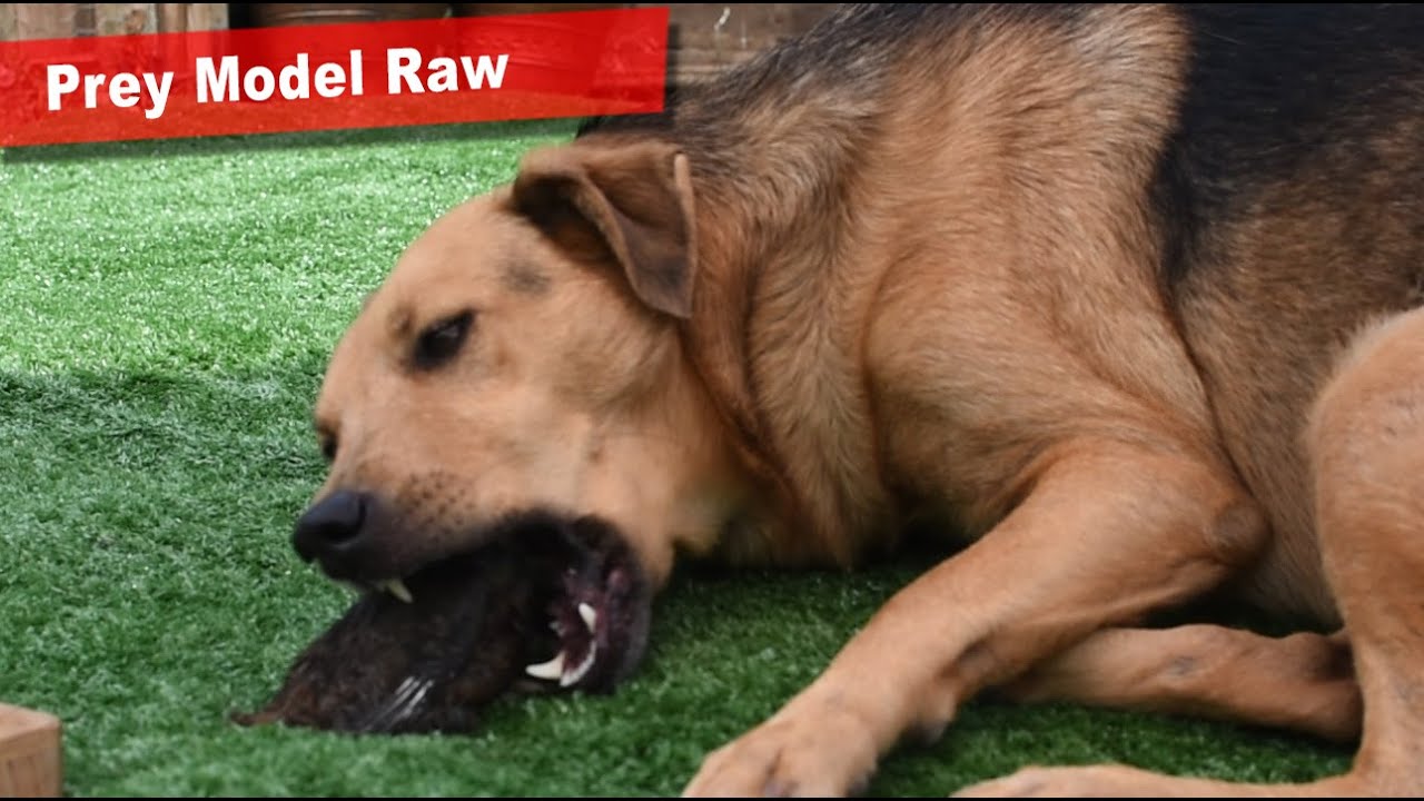 Whole Prey Raw Feeding - YouTube
