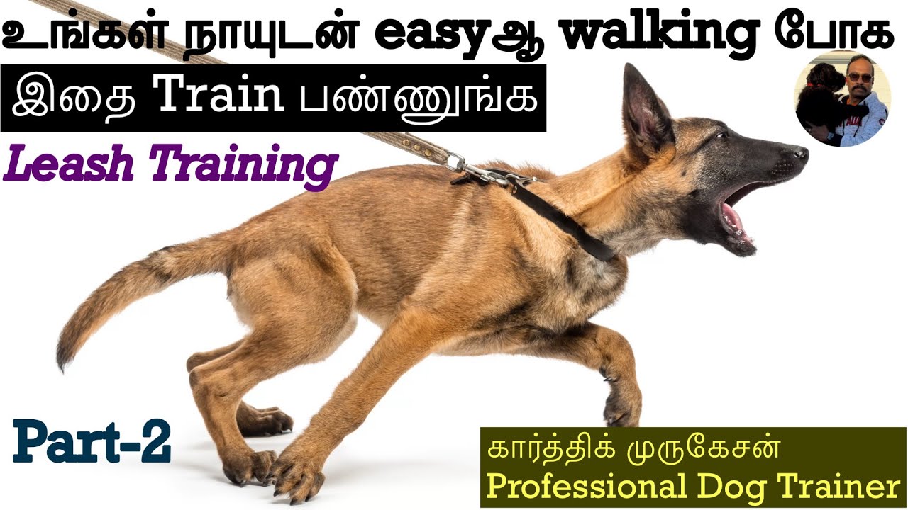 How to train your dog to walk properly In Tamil Part II @ Kaaliyum ...