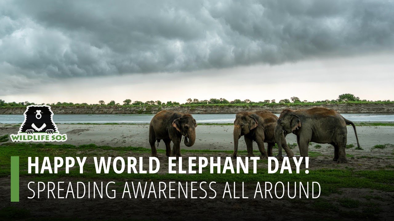 Happy World Elephant Day: Spreading Awareness All Around! - YouTube
