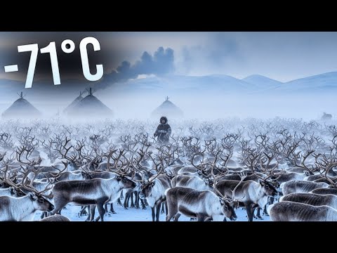 300 Rentiere überleben -71°C | Extreme arktische Herde am kältesten Ort