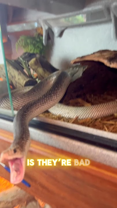 When will he learn to relax ?! Grumpy grumpy snake #snake #ytshorts # ...