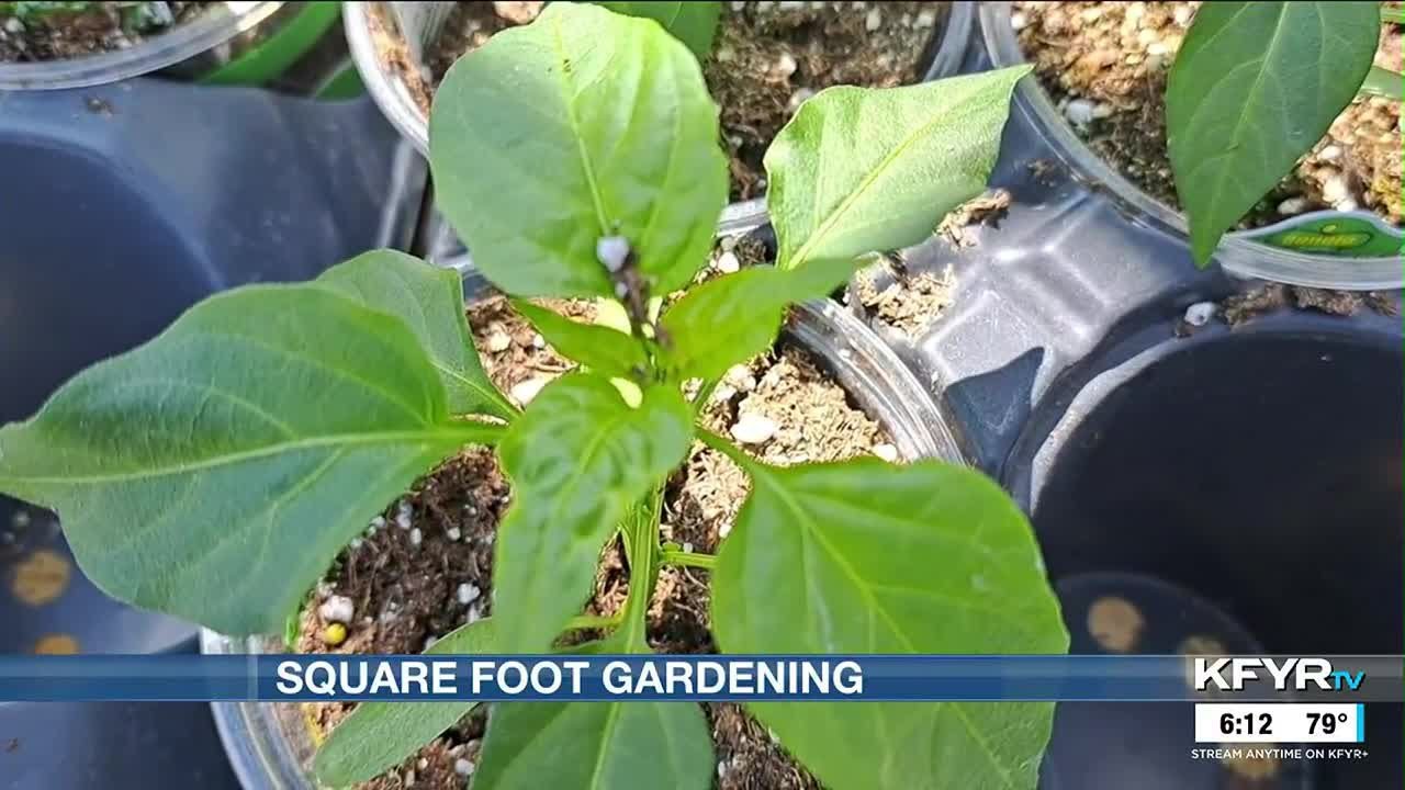 Square foot method an option for gardeners - YouTube