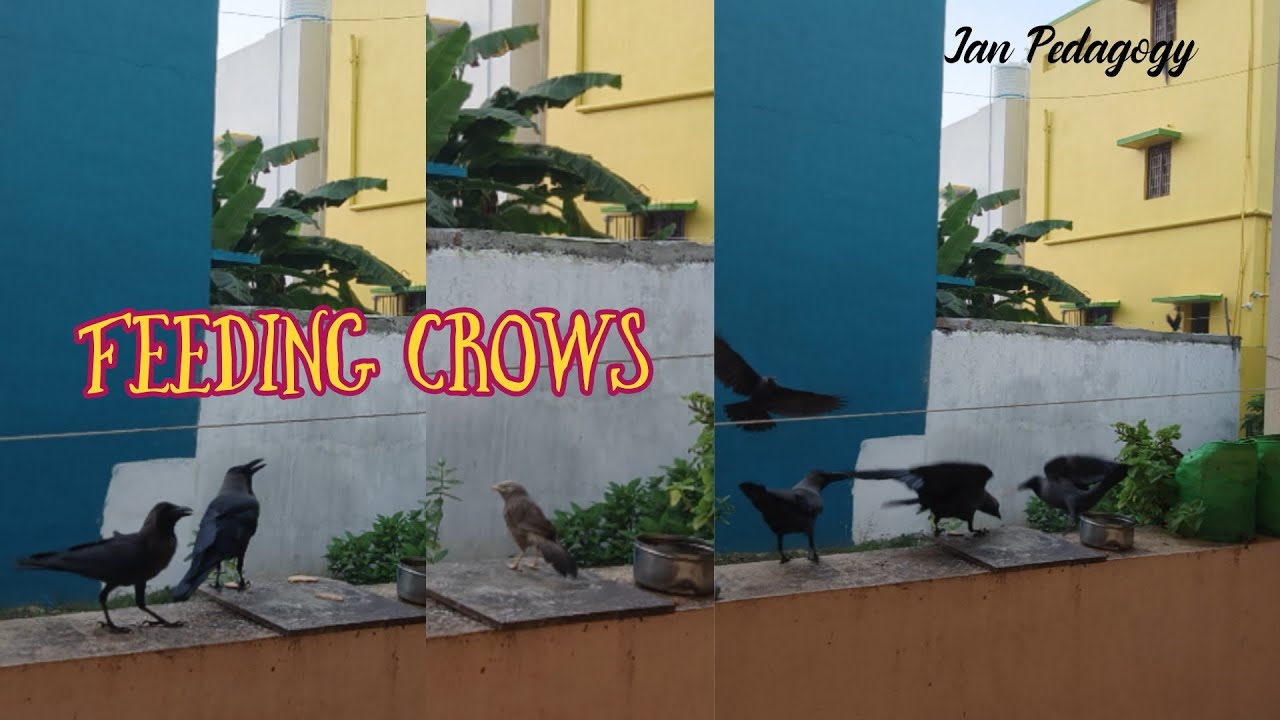 Feeding CROWS-Morning Routine -Eating Cookies#thukira#feeding#crows# ...