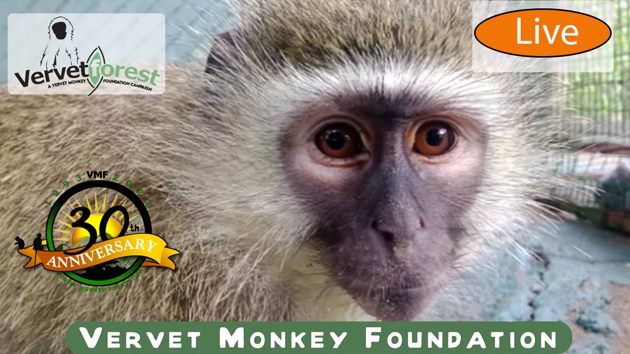 Live @ The Vervet Monkey Foundation Sunday Morning Trail 1 (8am GMT ...