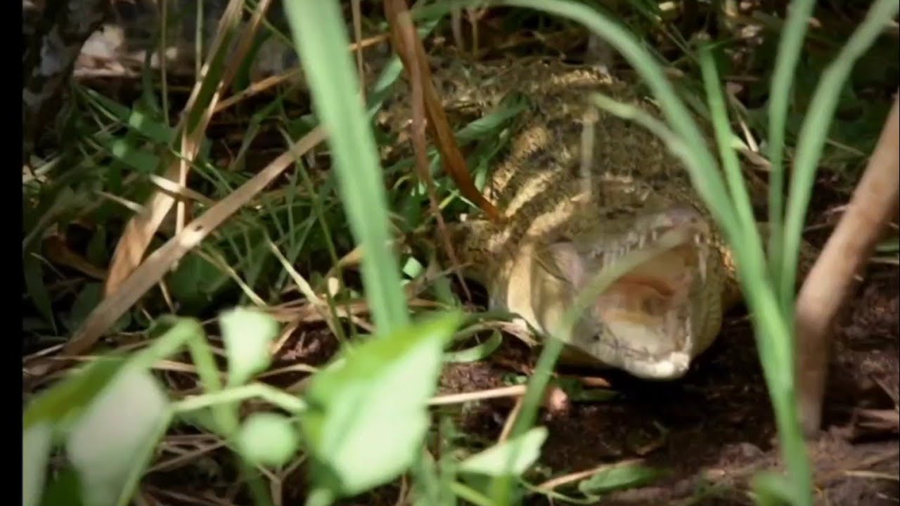 The legend of Croc Gold :- Blood in the water : Season 01 EP05 Part 02 ...