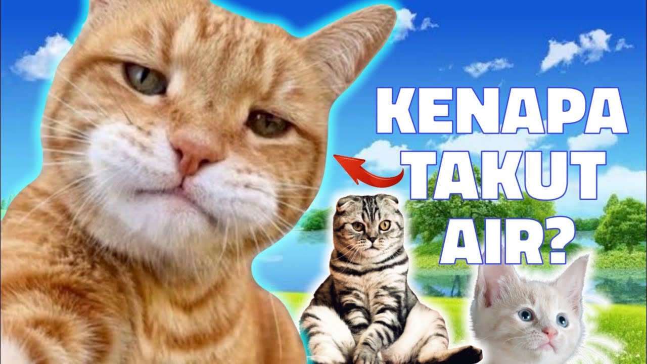 Kenapa Kucing Takut Air?🤔 - YouTube