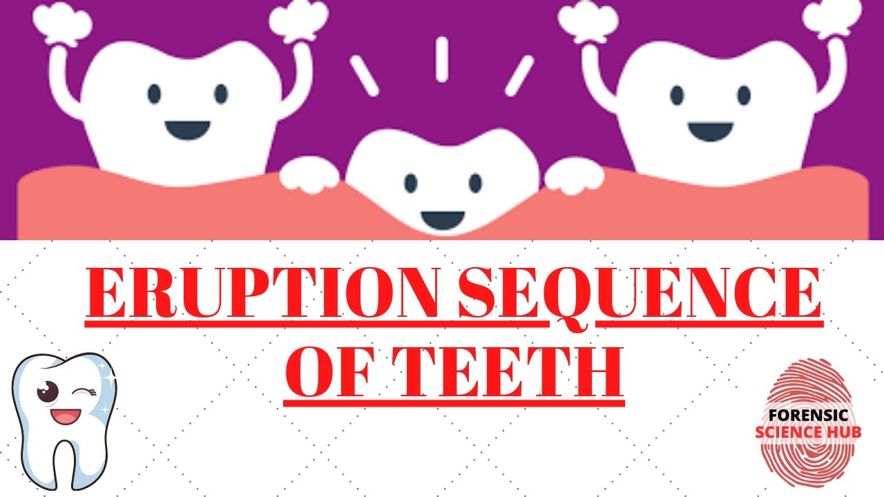 Eruption sequence of teeth | Odontology notes - YouTube