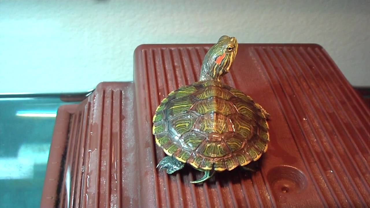 baby turtle basking 720p HD - YouTube
