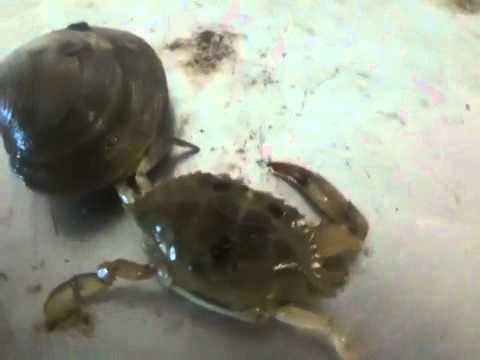 Mr. Clam retaliates.MOV - YouTube