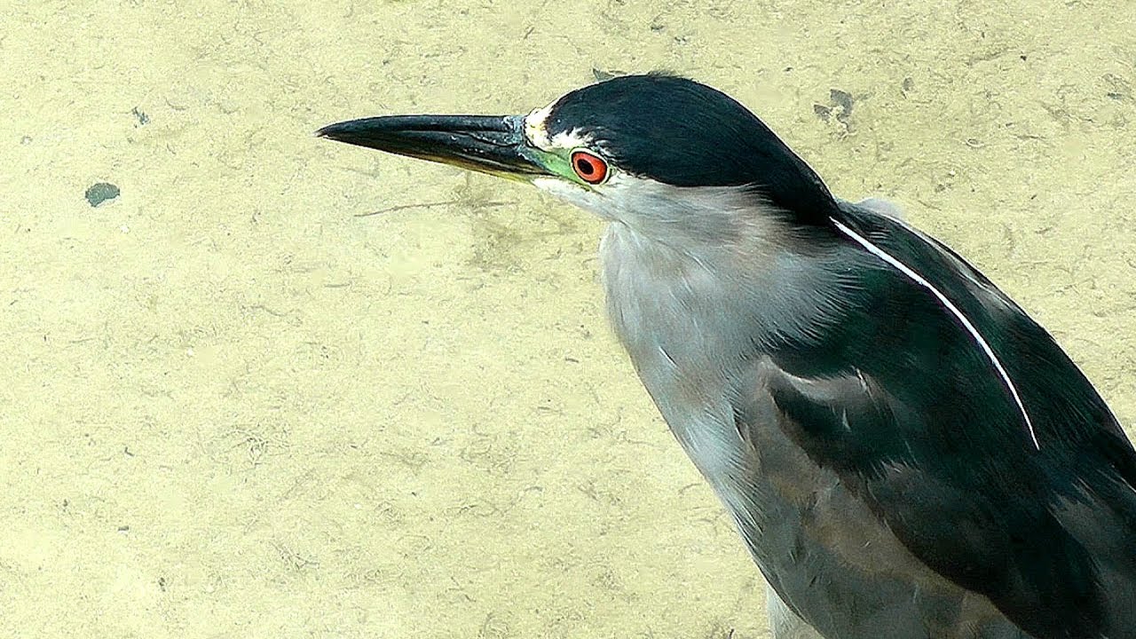 'Auku'u. Black-Crowned Night Heron fishing at Kailua Beach, Hawaii ...