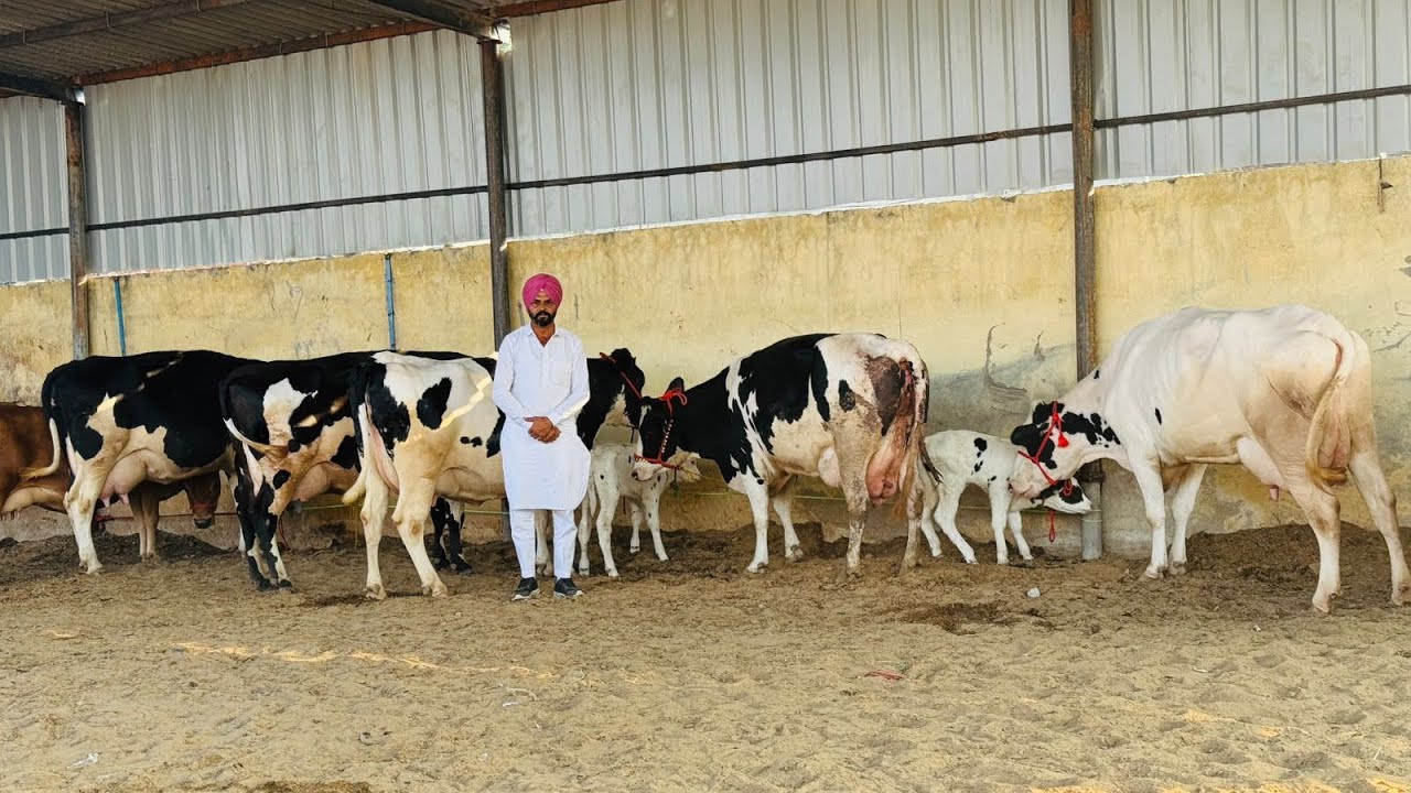 Top quality HF cows with Heavy Milking records || Raja Dairy Farm ...
