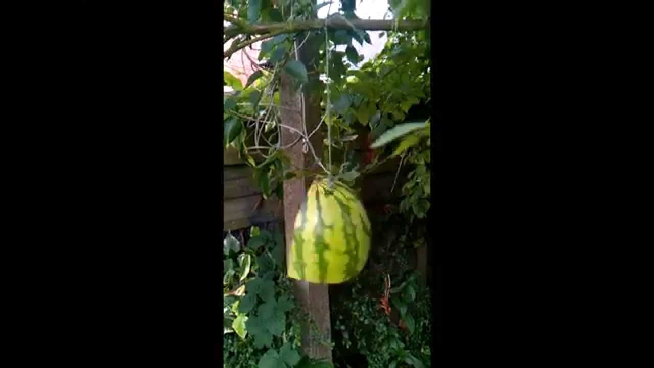 Water Melon Spinning - YouTube