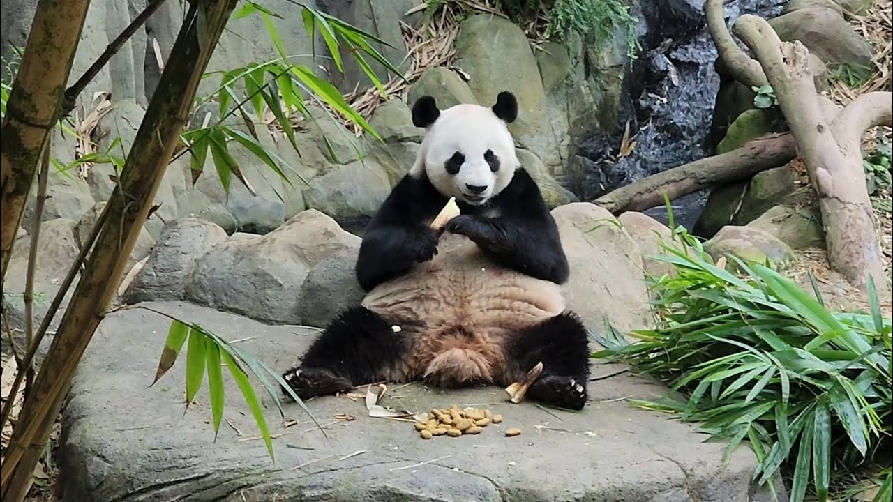 20240118 Giant Panda Jia Jia 嘉嘉 returns to her exhibit after Le Le left ...