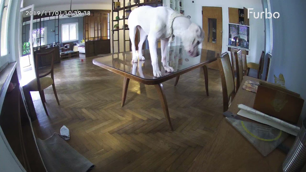 Glass table shattered under dog while home alone | Furbo Dog Camera ...