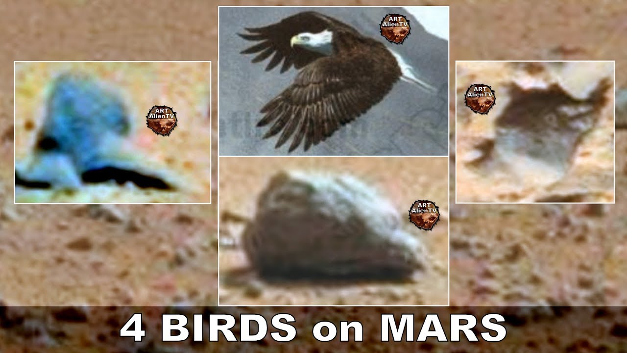 4 Birds Found on Planet MARS - ArtAlienTV - YouTube