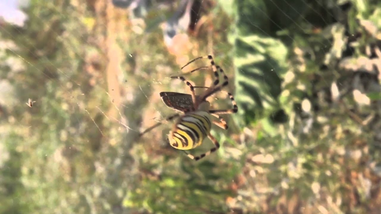 GLI ABITANTI DELLA TERRA: ragno vespa (argiope bruennichi) elia casella ...