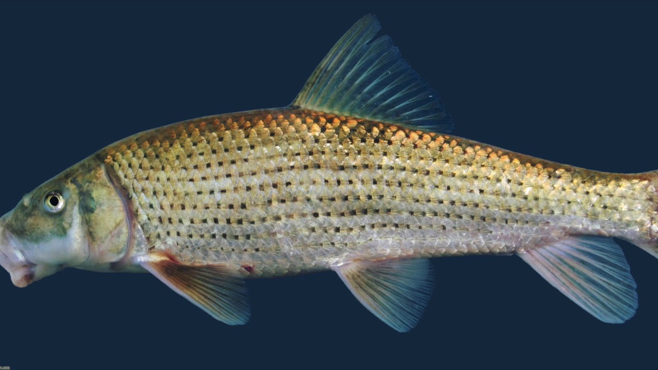 Spotted Sucker - YouTube